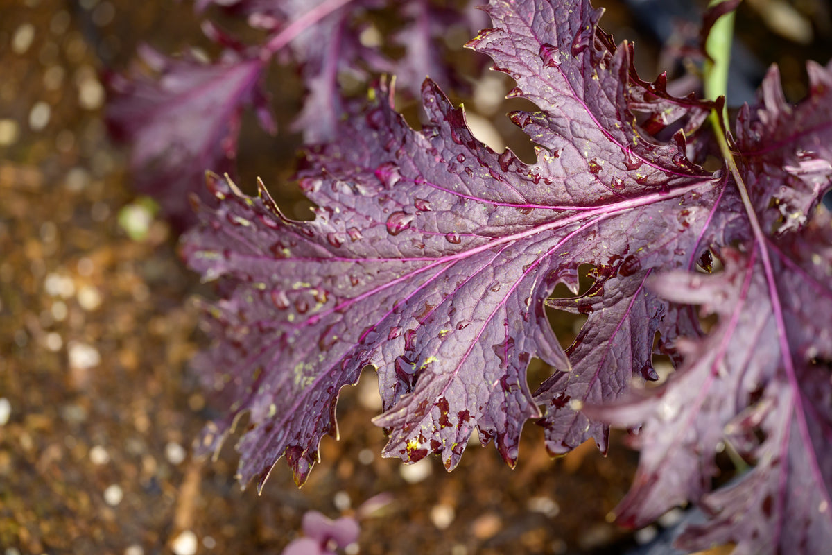 SSaM™ Mustard, Ruby – Girl & Dug Farm