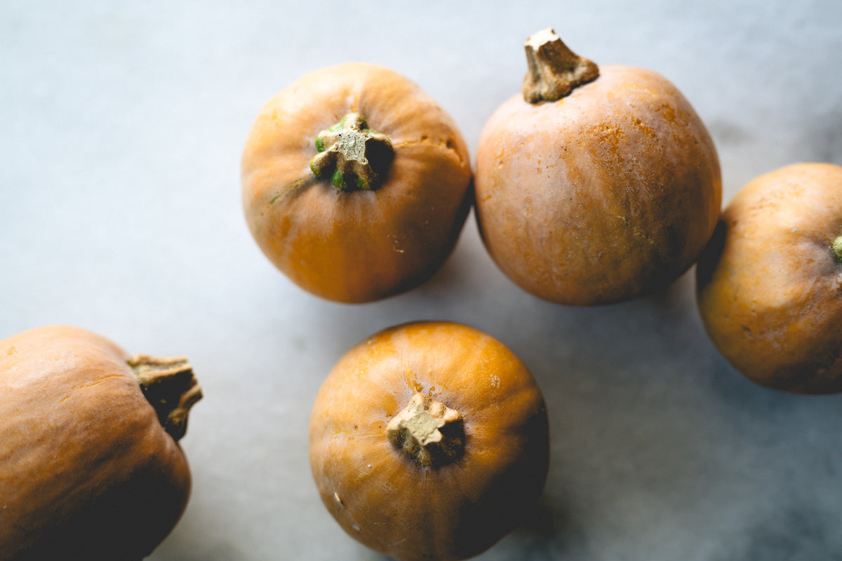 Lodi Squash, Mini – Girl & Dug Farm