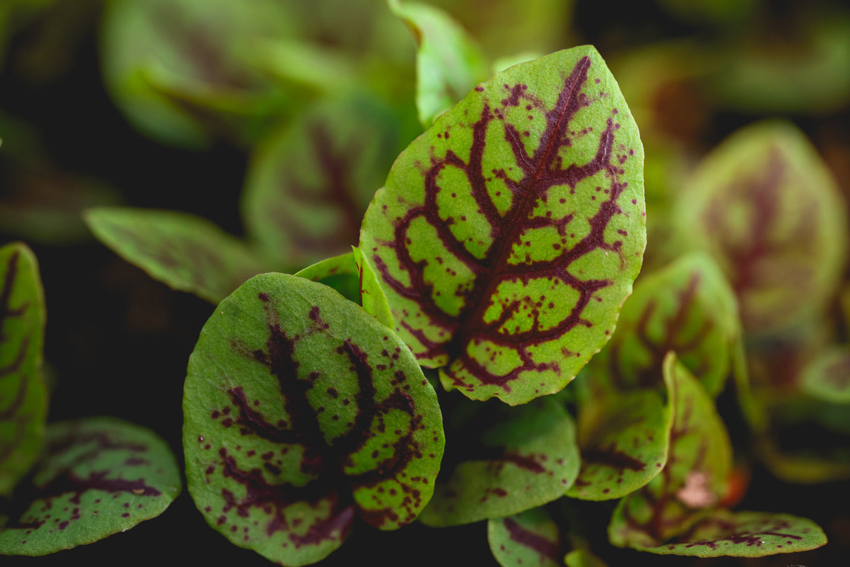 KinderGreens® Sorrel, Blood – Girl & Dug Farm