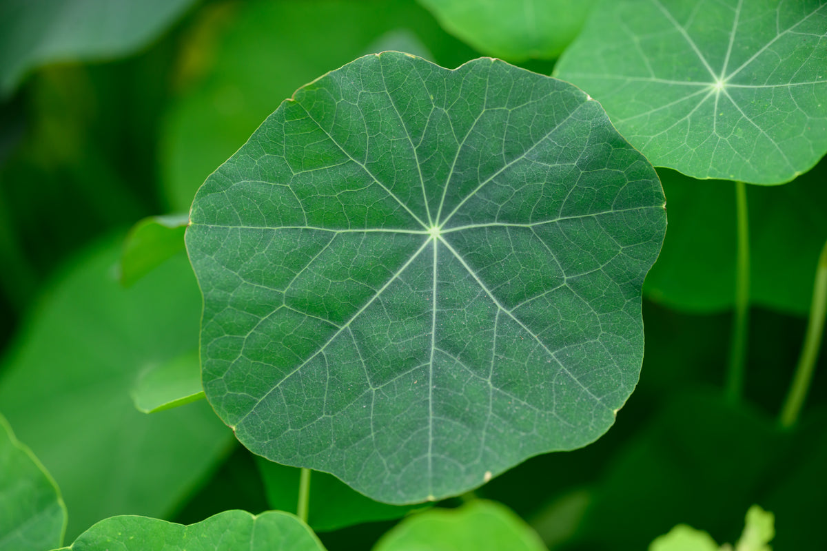 SSaM™ Blue Nasturtium Leaf – Girl & Dug Farm
