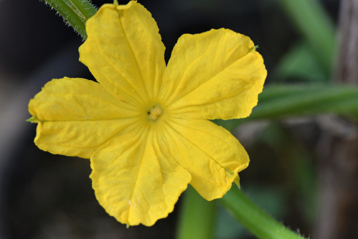 Cucumber Flower – Girl & Dug Farm
