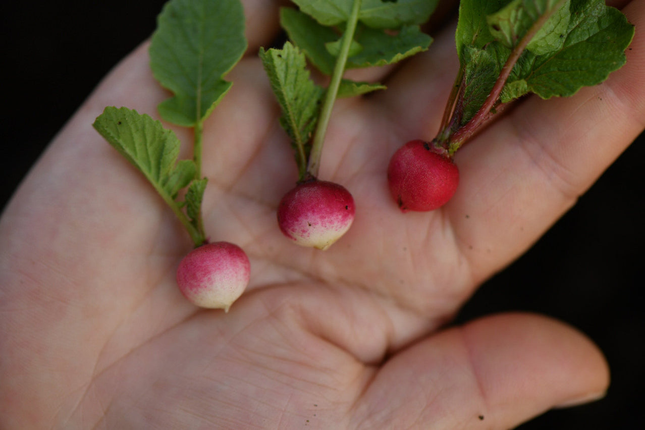 Veggies Berries & More – Girl & Dug Farm