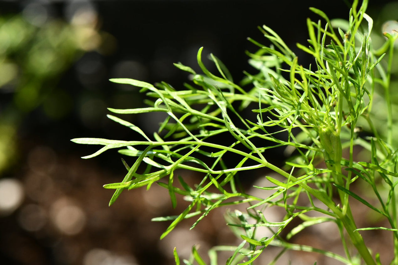Delfino Cilantro – Girl & Dug Farm