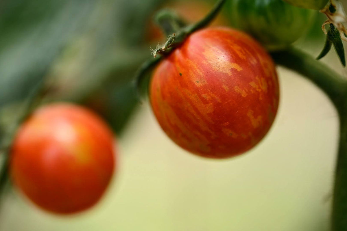Firebird Tomato – Girl & Dug Farm